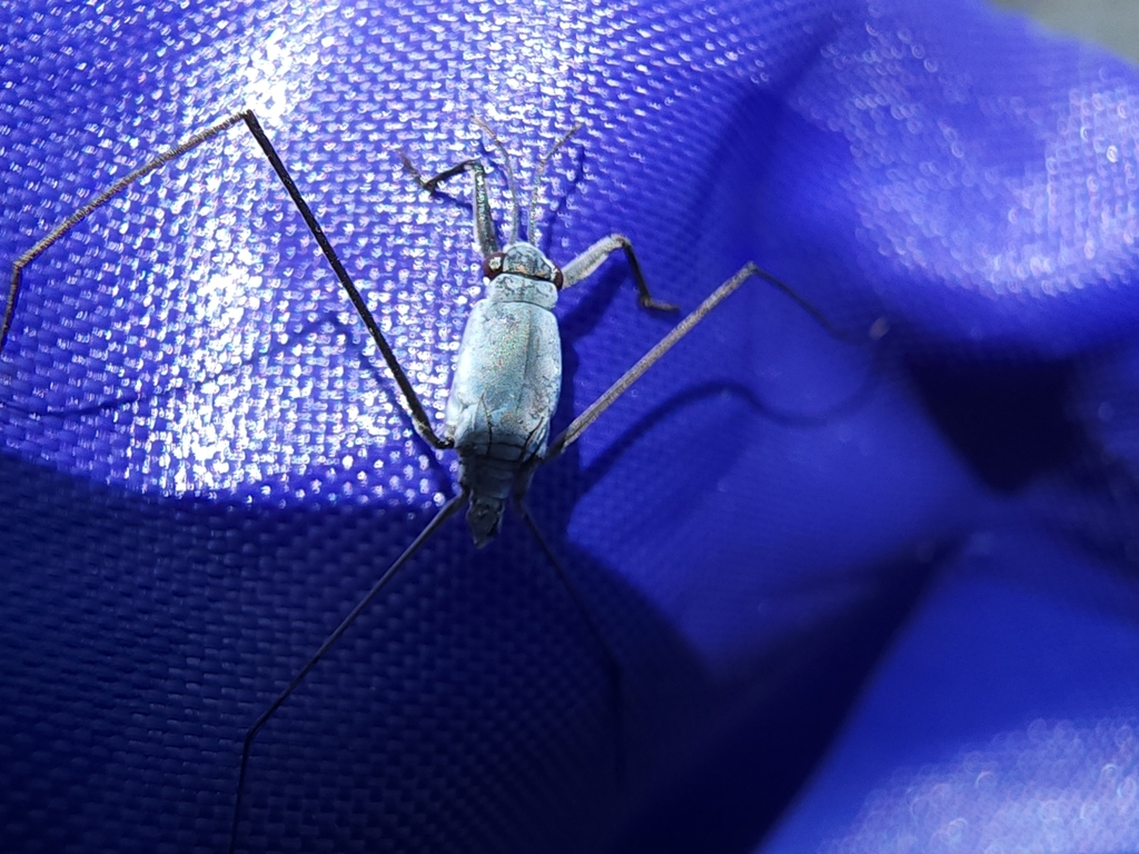 Hawaiian Sea Skater from Puako, HI, USA on May 20, 2022 at 10:50 AM by ...