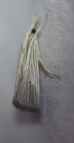 X-Linear Grass-Veneer (Xubida linearellus) · iNaturalist