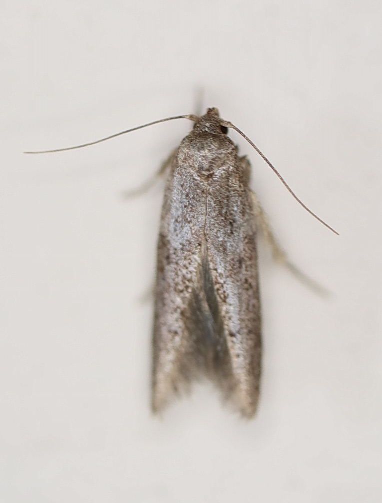 Blastobasis scotia from Witta QLD 4552, Australia on May 20, 2022 at 07 ...