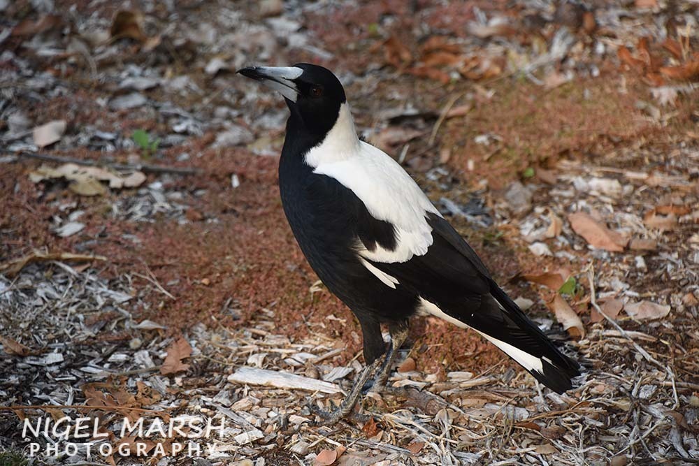 Australian Magpie from Perth WA, Australia on April 21, 2022 at 06:11 ...