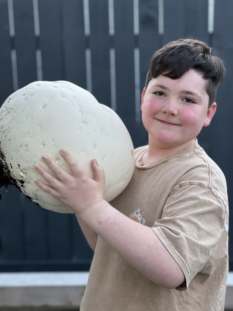 giant puffball from Ross Street, Roslyn, Otago, NZ on May 22, 2022 at ...