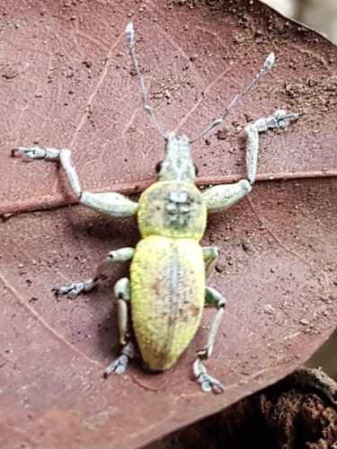 Naupactus femoratus · iNaturalist