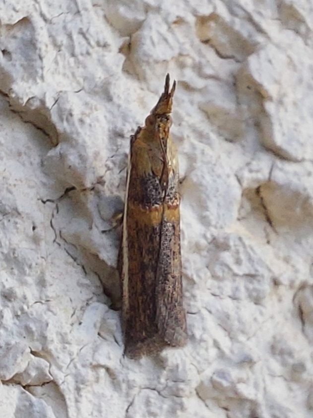 Gold-banded Etiella Moth from Vajta, Vajta, fürdő, 7041 Hungary on May ...