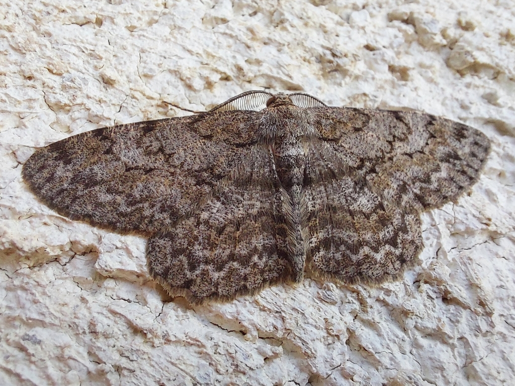 Pale Oak Beauty from Vajta, Vajta, fürdő, 7041 Hungary on May 22, 2022 ...