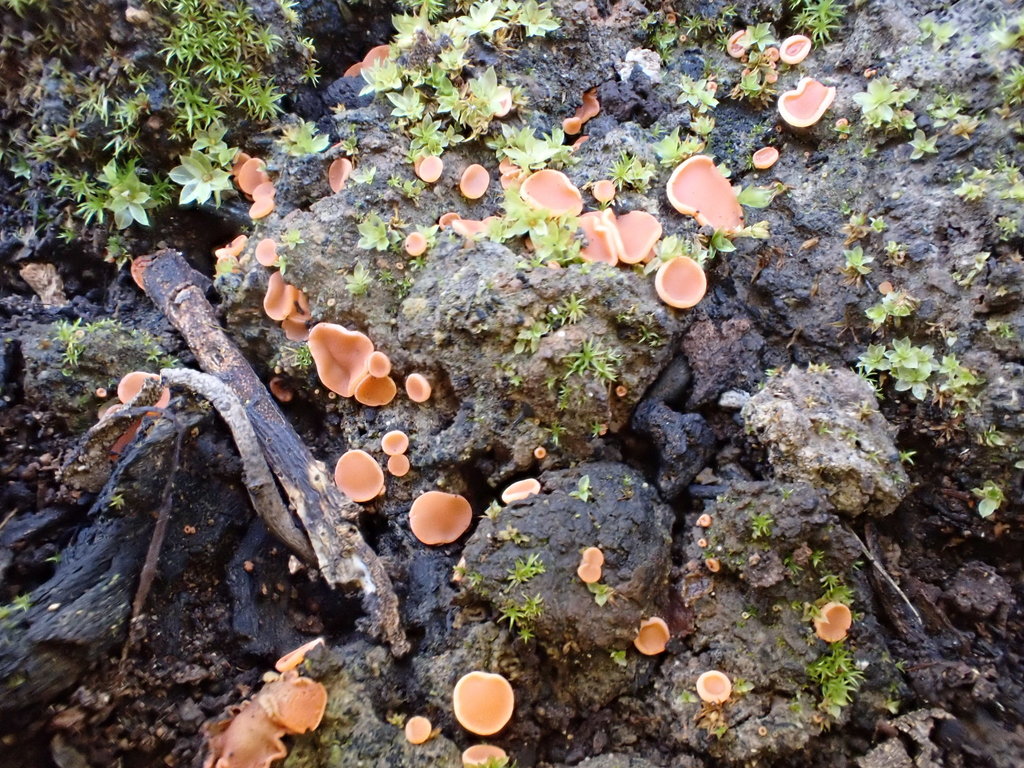 Pulvinula tetraspora from Jack River VIC 3971, Australia on May 21 ...