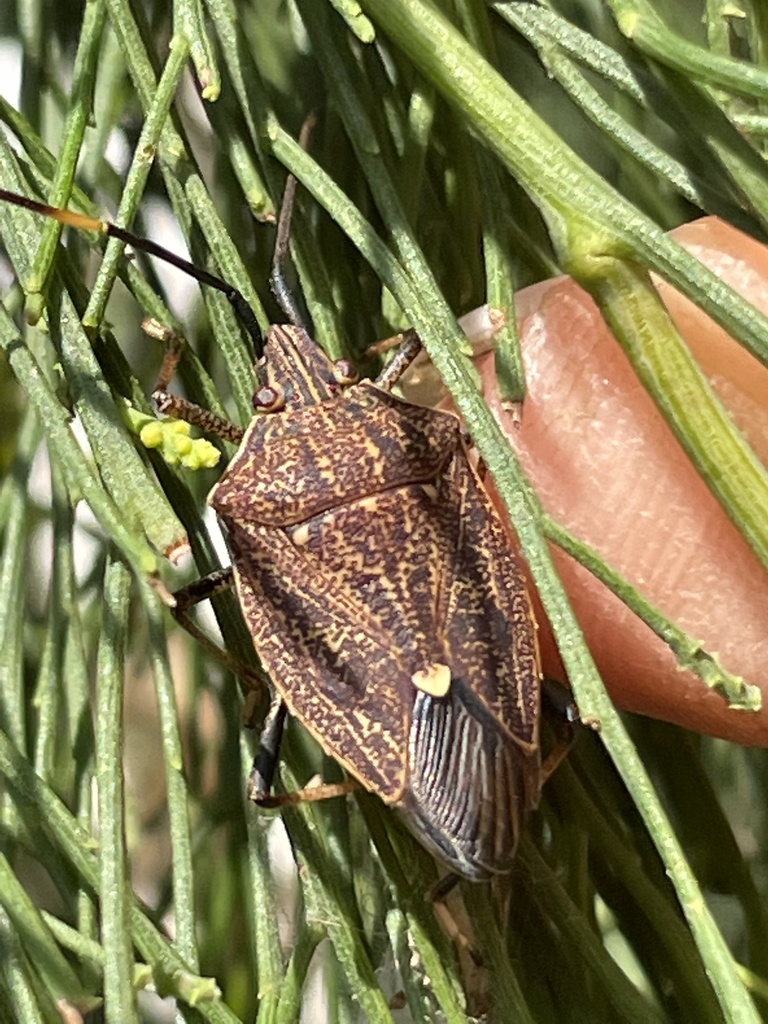 Brown Shield Bug in May 2022 by suecee · iNaturalist