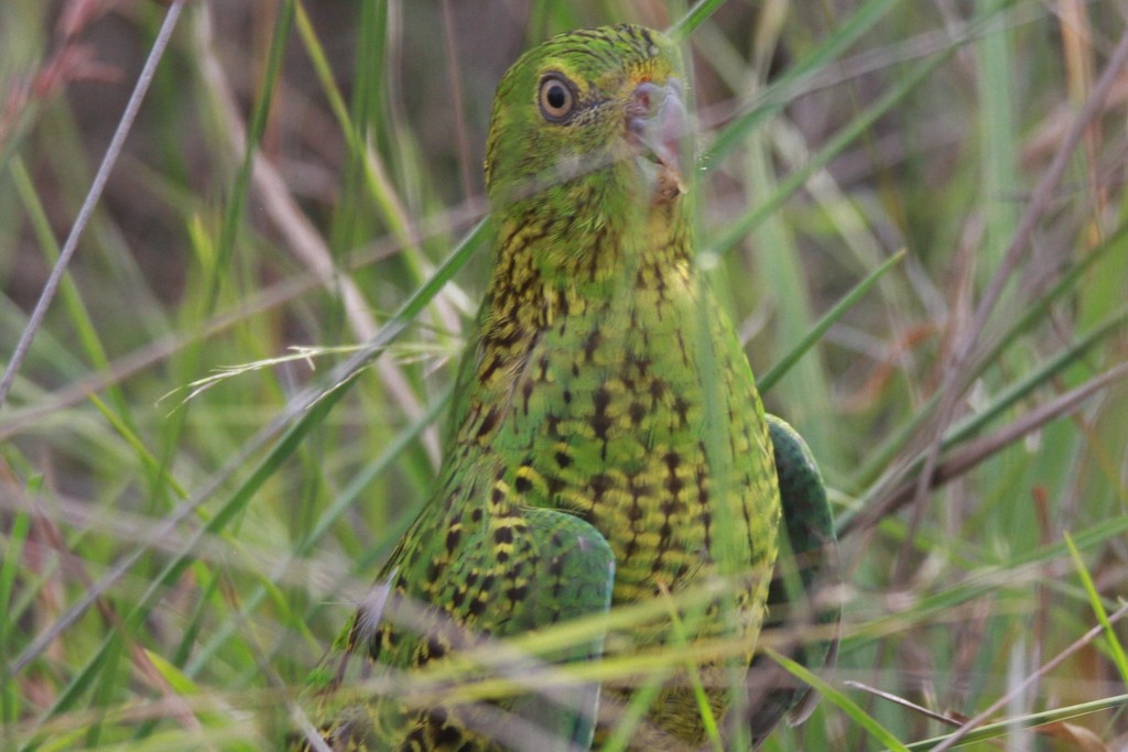 Eastern Ground Parrot from Cooloola QLD 4581, Australia on December 8 ...