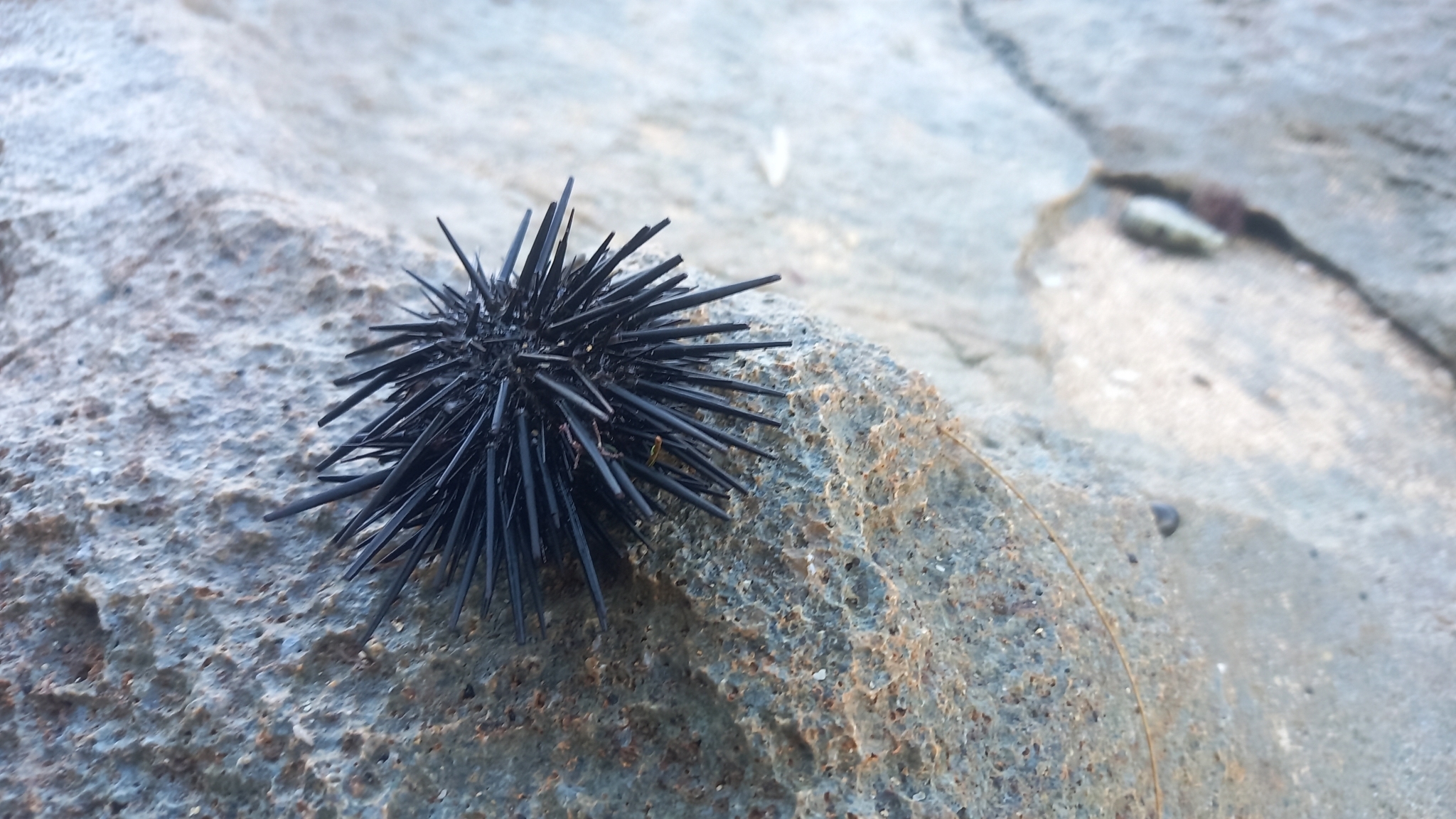 Stomopneustes variolaris (Lamarck, 1816)