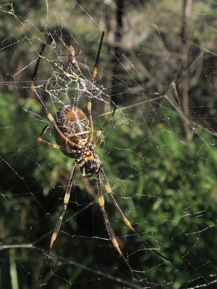 Tiger Spider from Brogo NSW 2550, Australia on May 22, 2022 at 01:27 PM ...