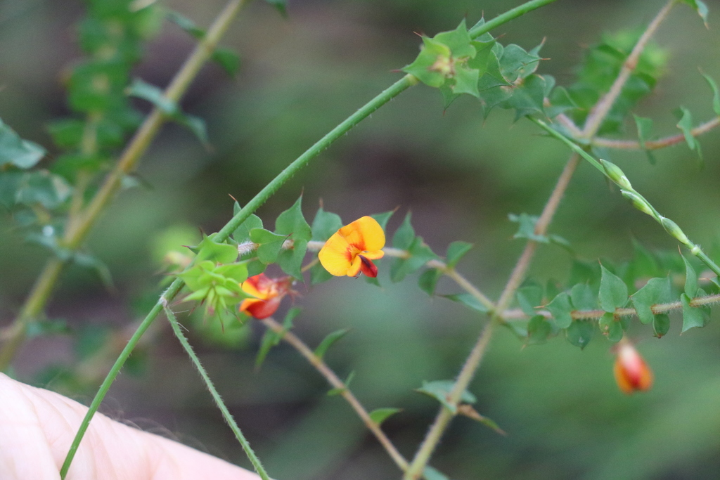 Pultenaea spinosa from Hills District, Queensland, Australia on May 22 ...