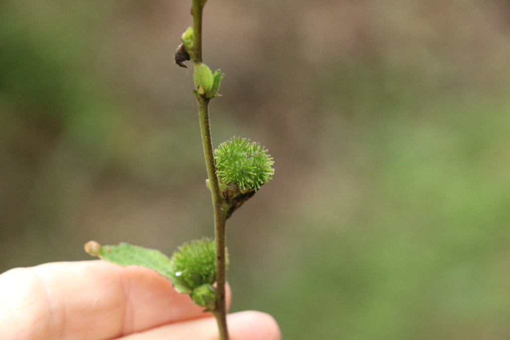 Caesar weed from Pine Rivers Bal, Queensland, Australia on May 22, 2022 ...