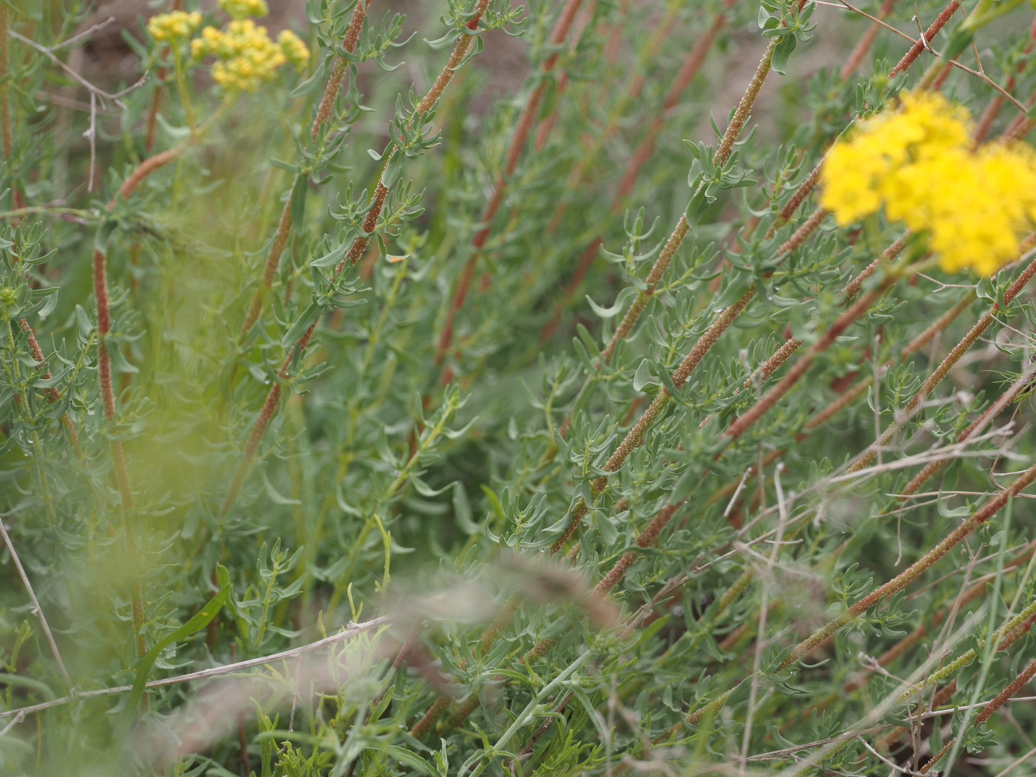 Hypericum scabrum L.