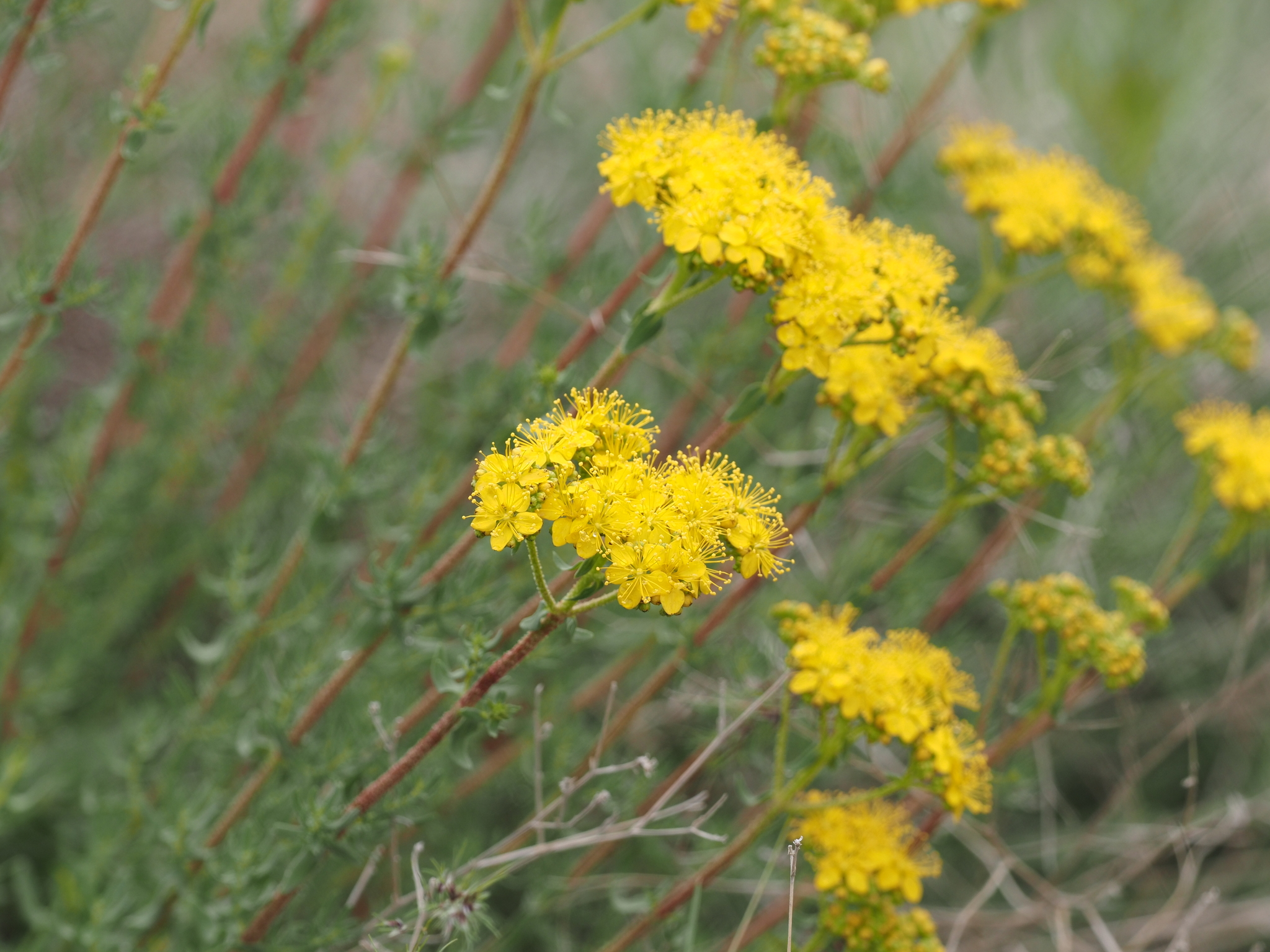 Hypericum scabrum L.