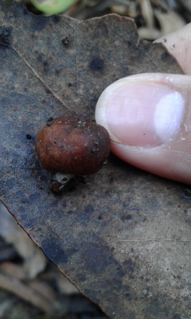 Descolea tenuipes from Cancha PUCV Curauma on August 23, 2017 at 06:24 ...