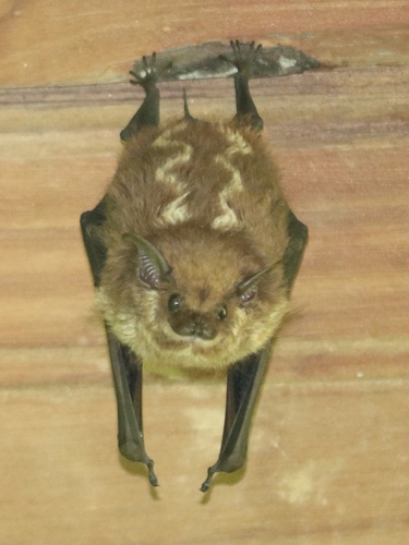 Sheath-tailed Bats (Family Emballonuridae) · iNaturalist United Kingdom