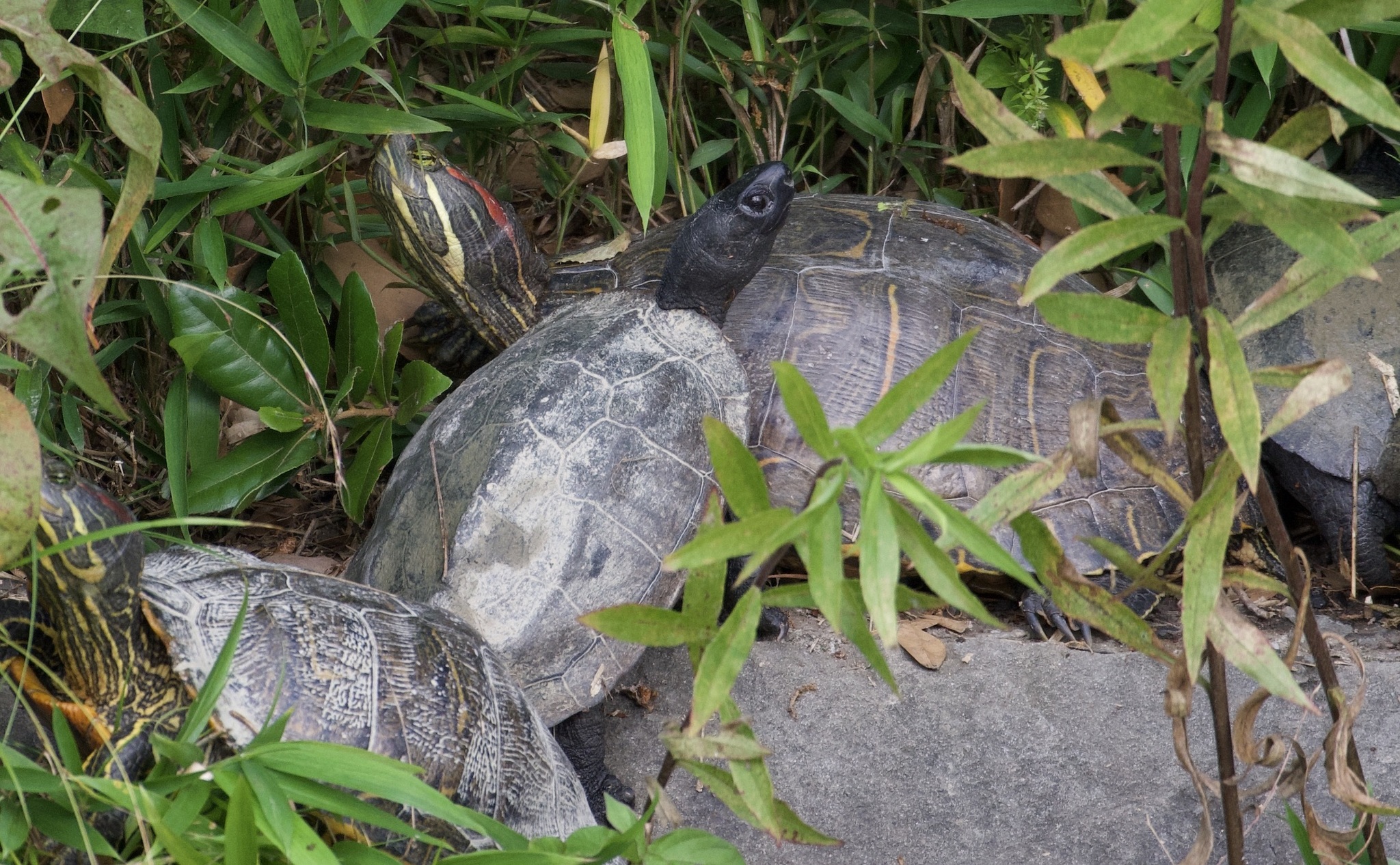 Mauremys reevesii (Gray, 1831)