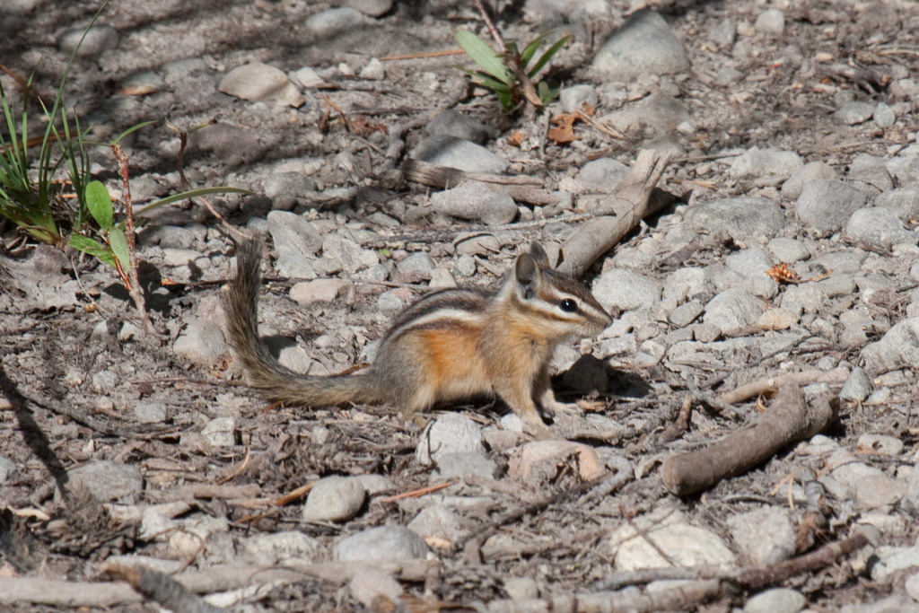 Yellow-pine Chipmunk (Neotamias amoenus) - Know Your Mammals