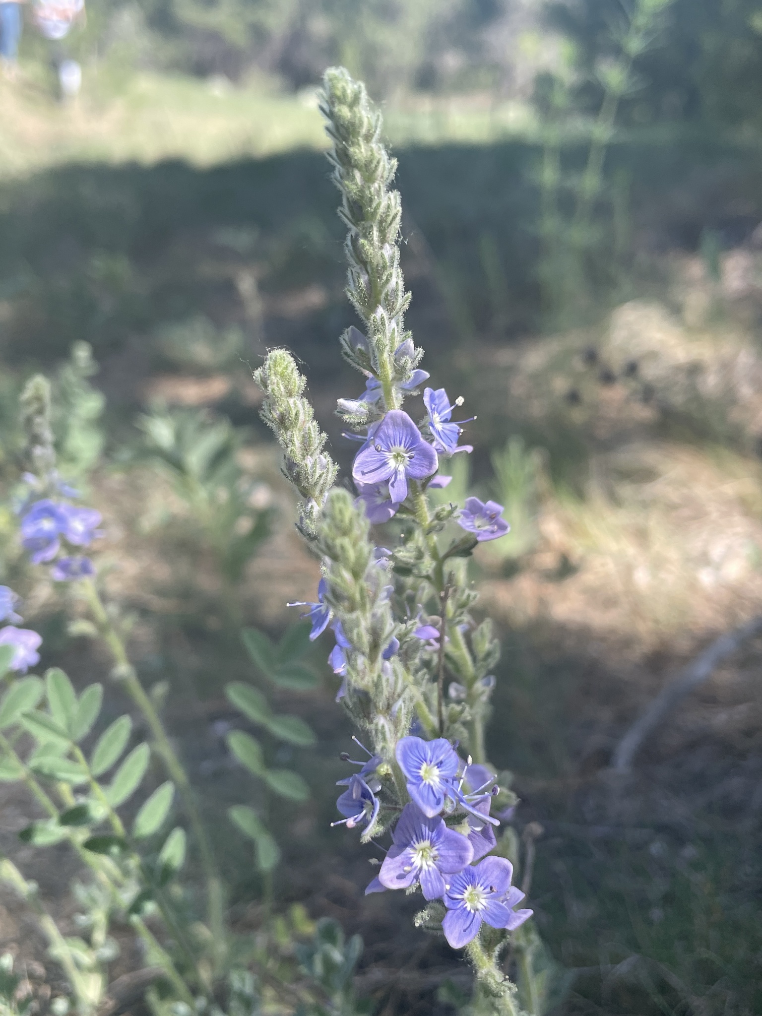 Veronica pectinata L.