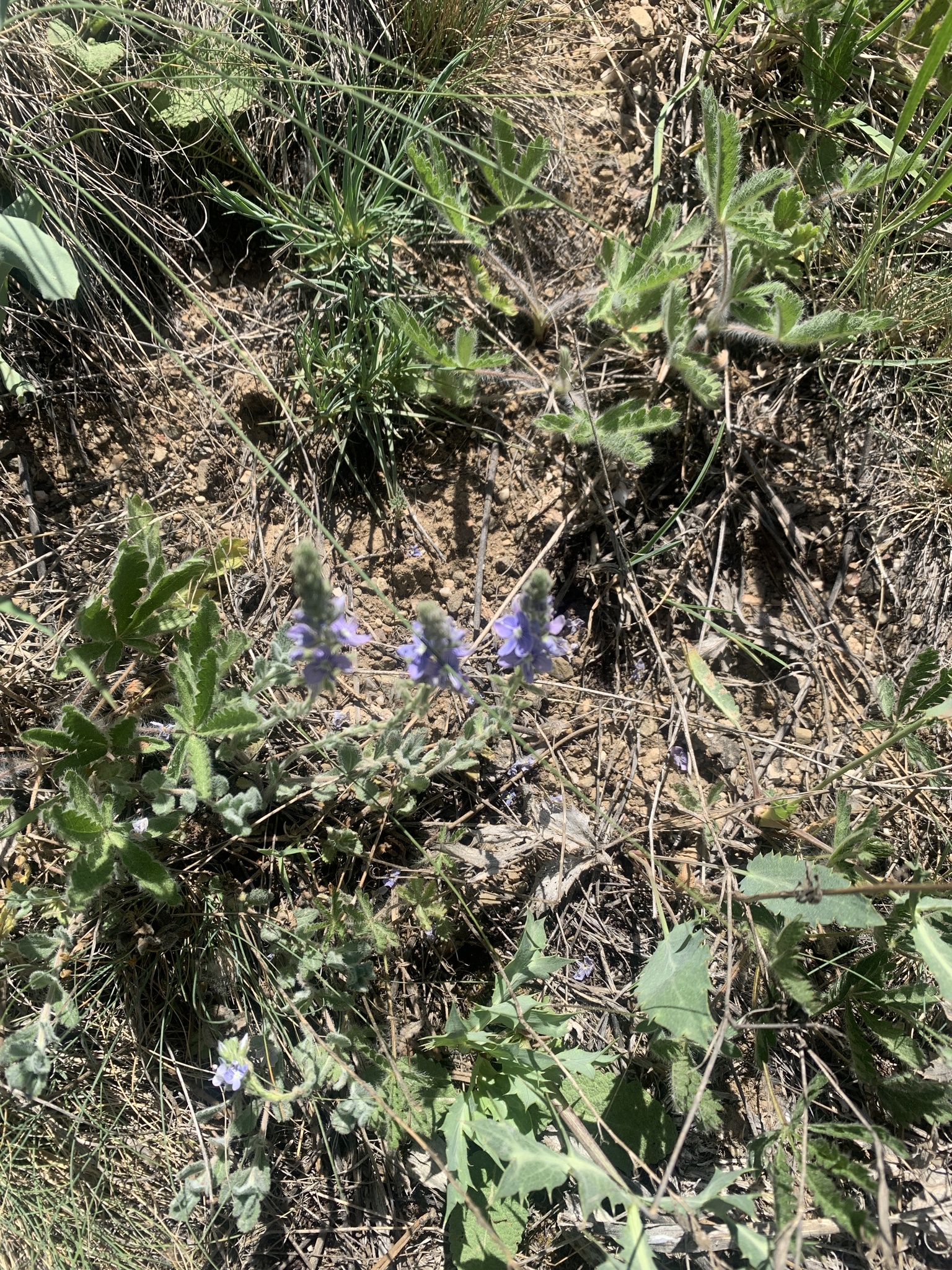 Veronica pectinata L.