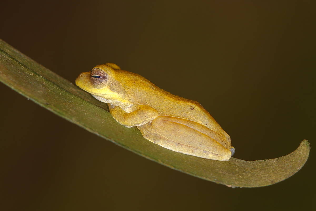 Chiromantis nongkhorensis (Cochran, 1927)