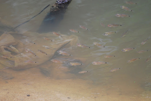 Mangrove Cardinalfish (Yarica hyalosoma) - Marine Life Identification