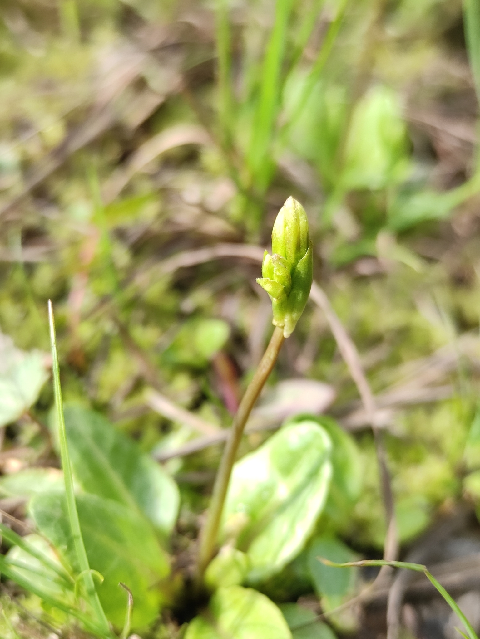 Primula nutans Georgi