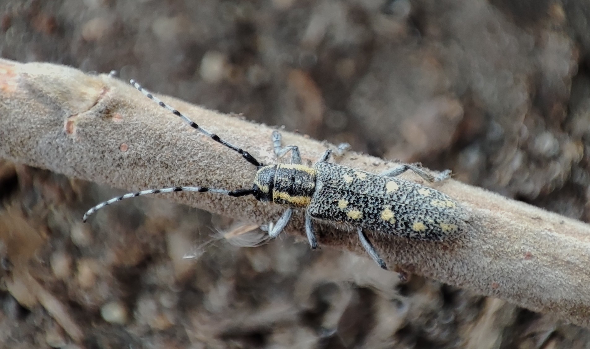 Saperda populnea (Linnaeus, 1758)