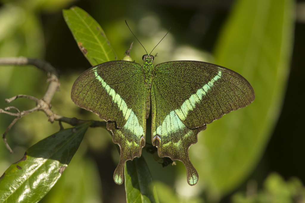 Common Banded Peacock Swallowtail from Rasipuram, Tamil Nadu, India on ...