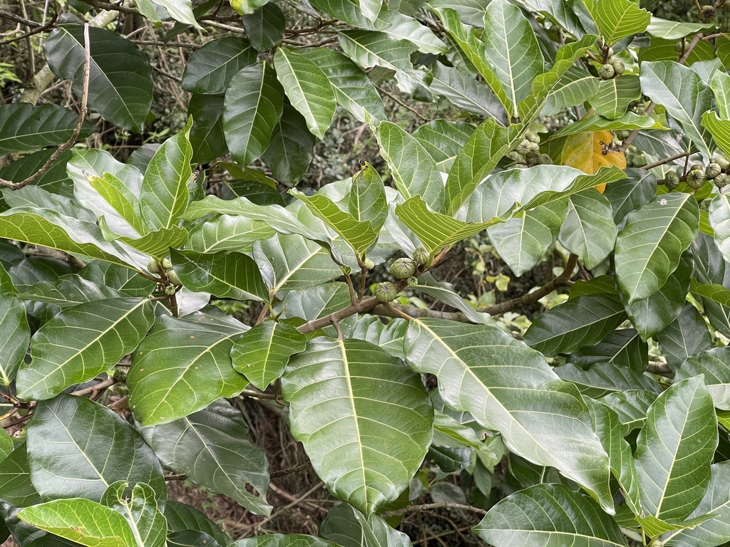 Hauili fig tree from 龍崎區, TW on May 22, 2022 at 04:16 PM by suchihfen ...