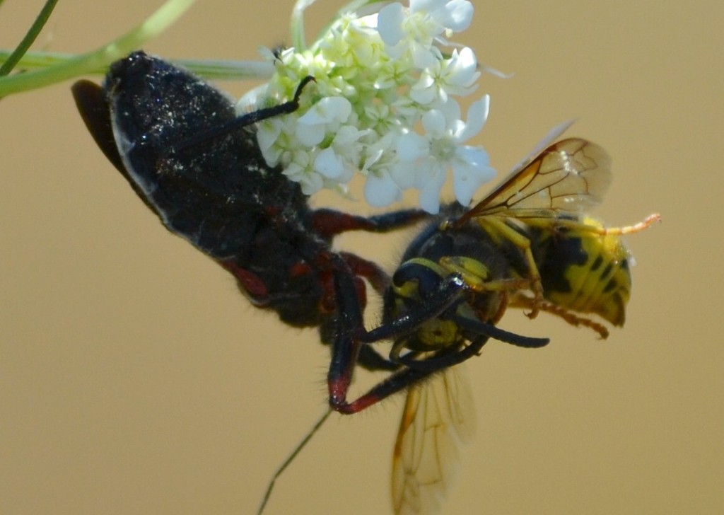 California Bee Assassin from S Bridge St, Rancho Cordova, CA 95670, USA ...