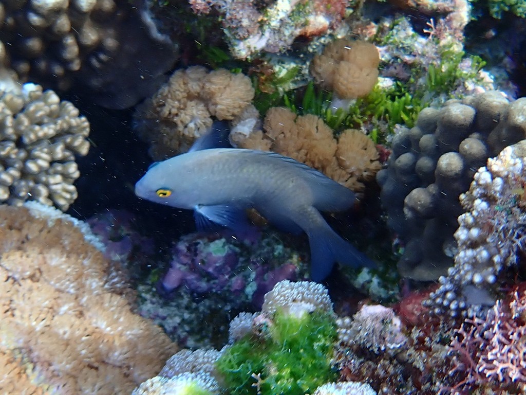 Pacific Gregory from Lord Howe Island, AU-NS, AU on May 19, 2022 at 03: ...