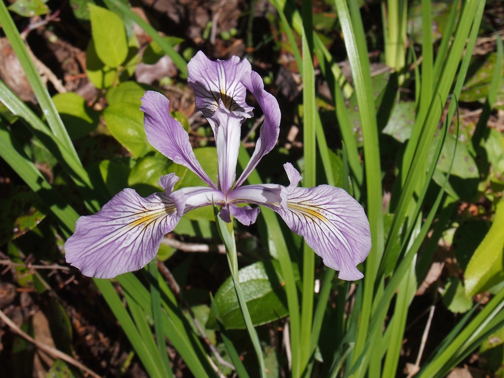 Oregon iris in June 2015 by James Maughn · iNaturalist
