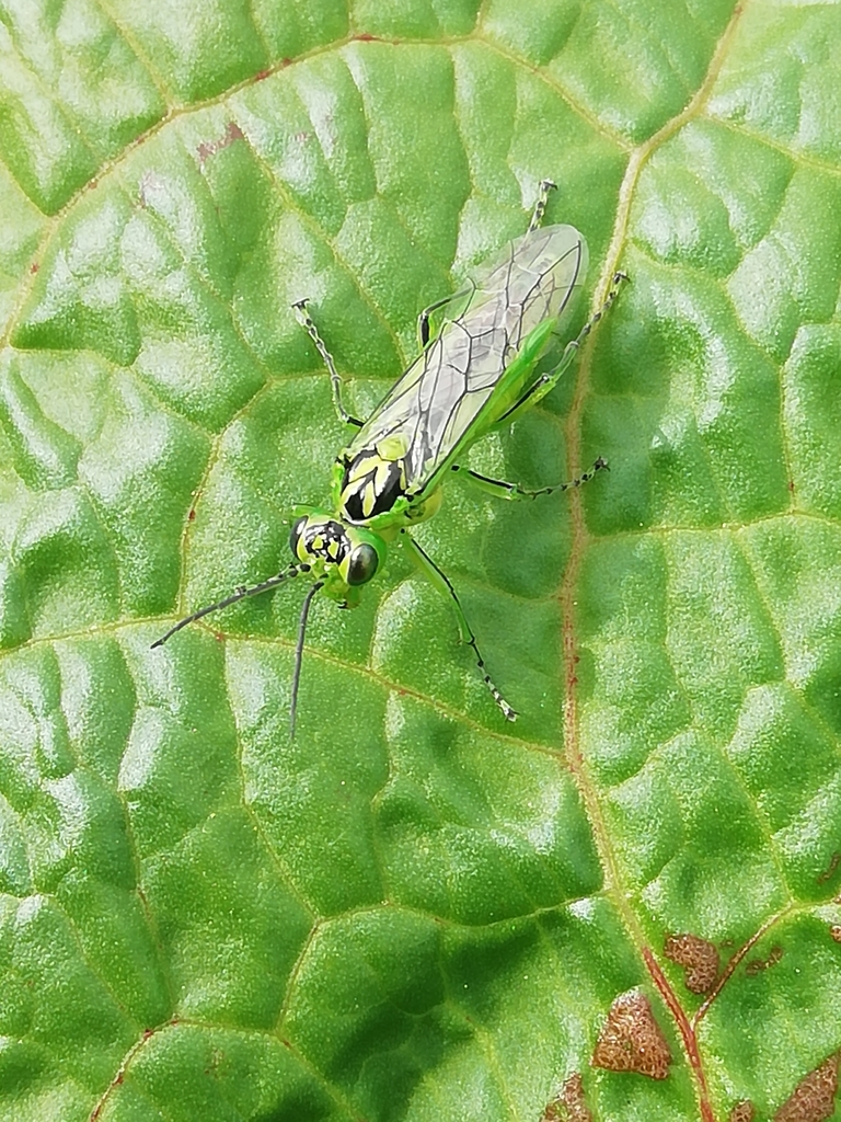 Rhogogaster from Coppull, Chorley, UK on May 22, 2022 at 09:30 AM by ...