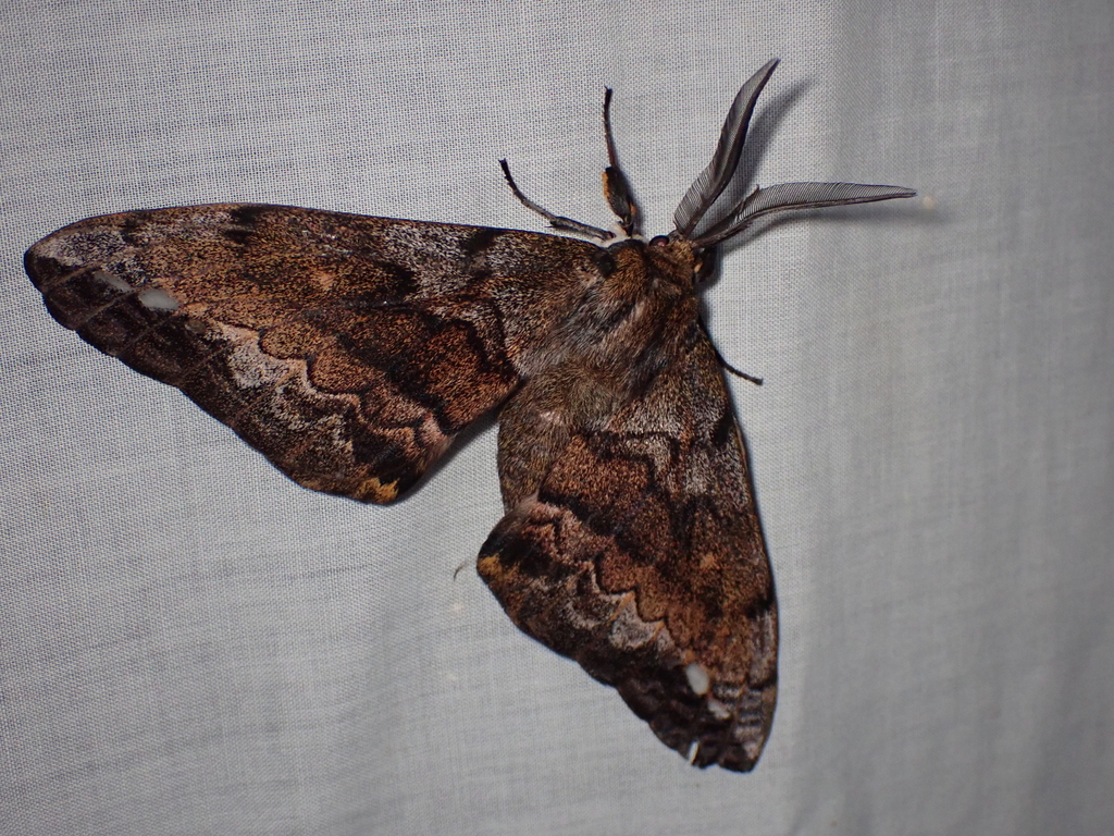 Batwing Moth from Tuerong VIC 3915, Australia on May 21, 2022 at 06:55 ...