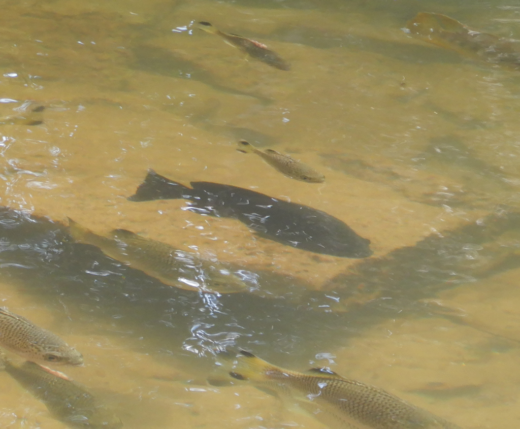 Sooty Grunter from Cairns QLD, Australia on May 22, 2022 by Sam ...