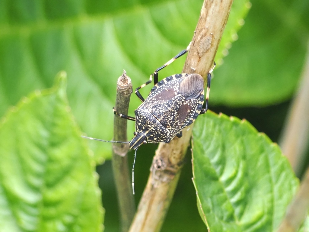 Yellow-spotted Stink Bug from 日本、〒242-0029 神奈川県大和市上草柳 on May 22, 2022 ...