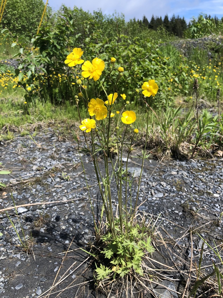 meadow buttercup from Kodiak Island, Alaska, United States on June 18 ...