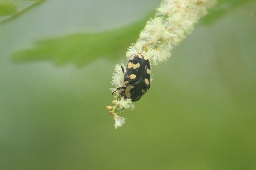 Clinteria klugi klugi from Kengeri Satellite Town, Bengaluru, Karnataka ...