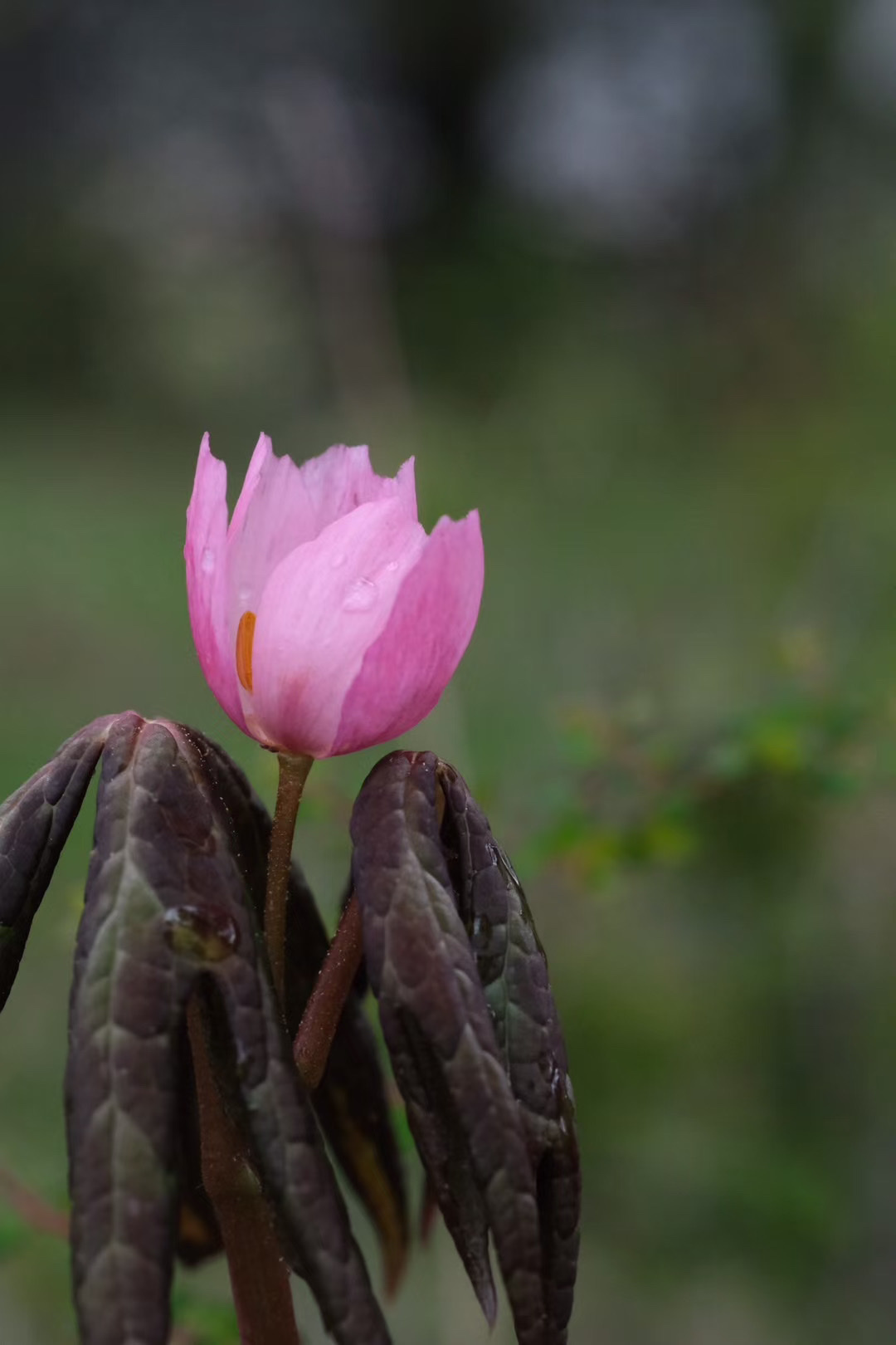 Podophyllum hexandrum Royle