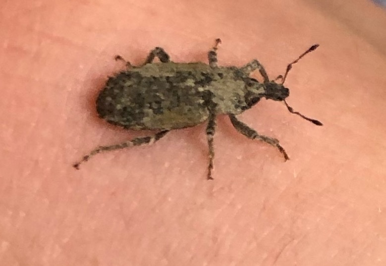 Vegetable Weevil from 常磐城4丁目, 上田市, 長野県, JP on May 22, 2022 at 07:23 PM ...