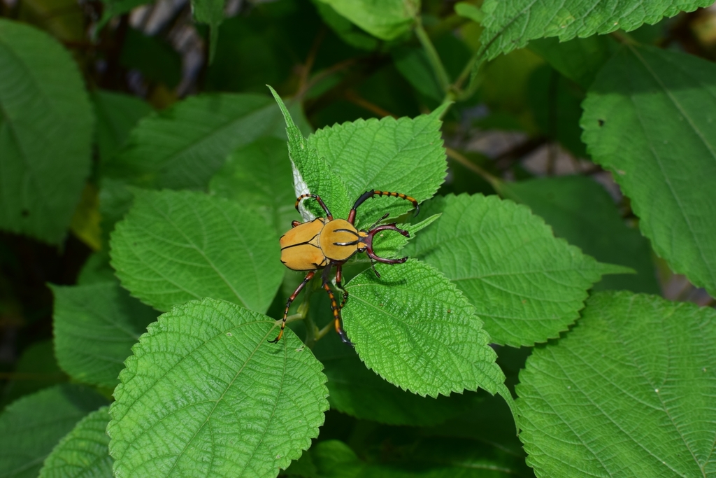 Dicronocephalus bowringi from Hangzhou, CN-ZJ, CN on May 21, 2022 at 02 ...