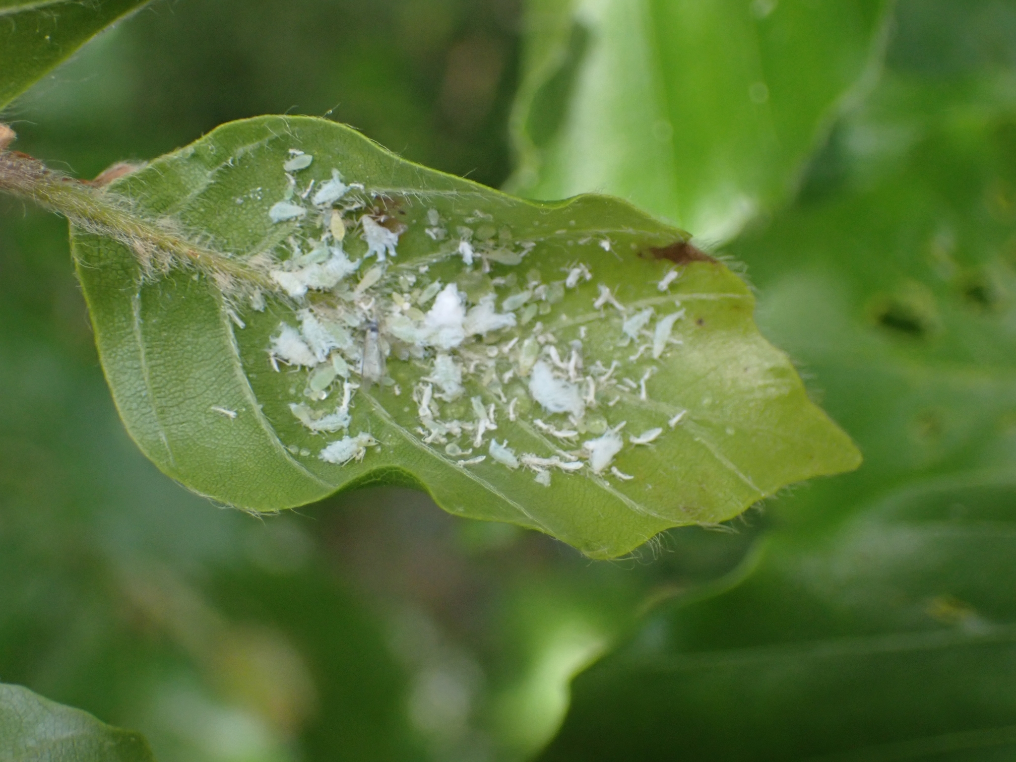 Phyllaphis fagi (Linnaeus, 1761)