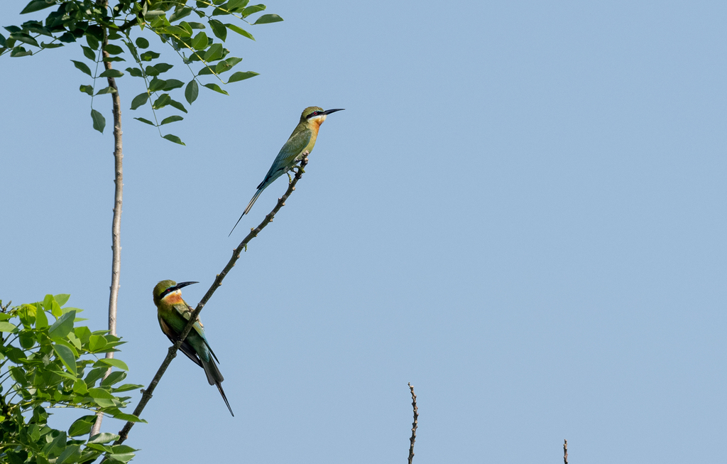 Blue-tailed Bee-eater from Lucena City, Quezon, Philippines on April 14 ...