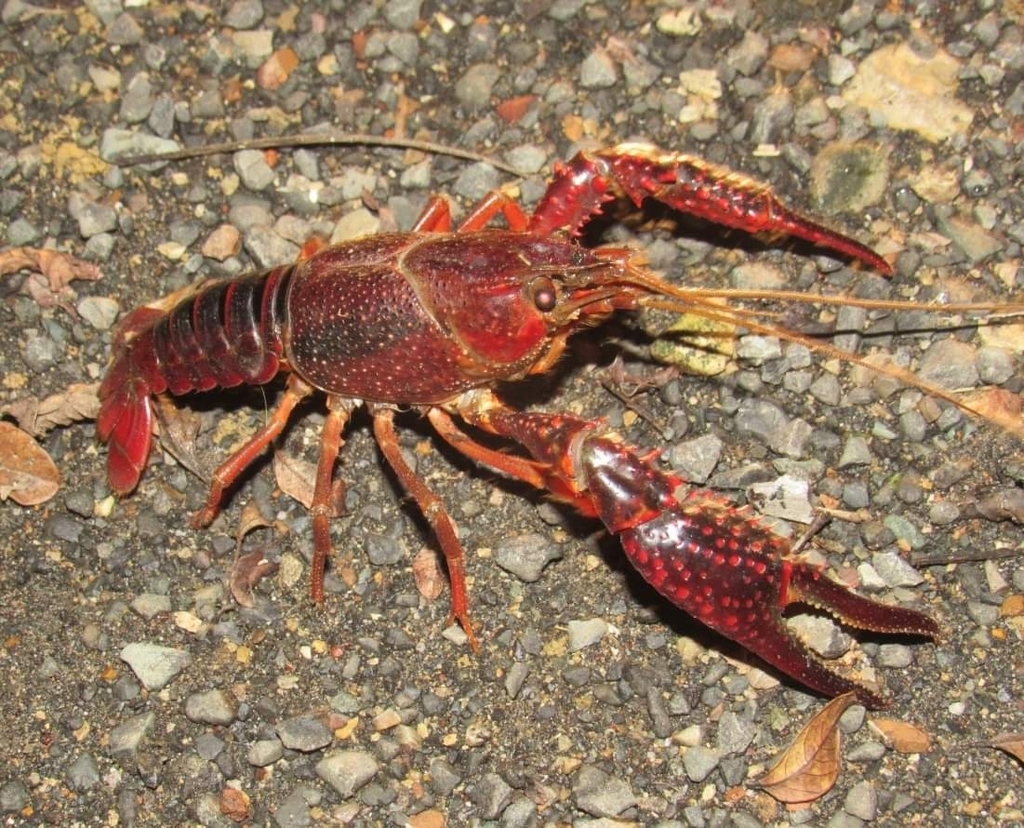 Red Swamp Crayfish from Pascuales, Ecuador on May 21, 2022 at 08:05 PM ...