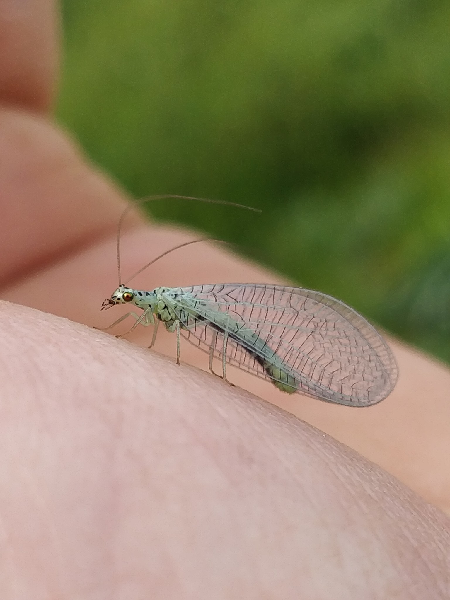 Chrysopa perla (Linnaeus, 1758)