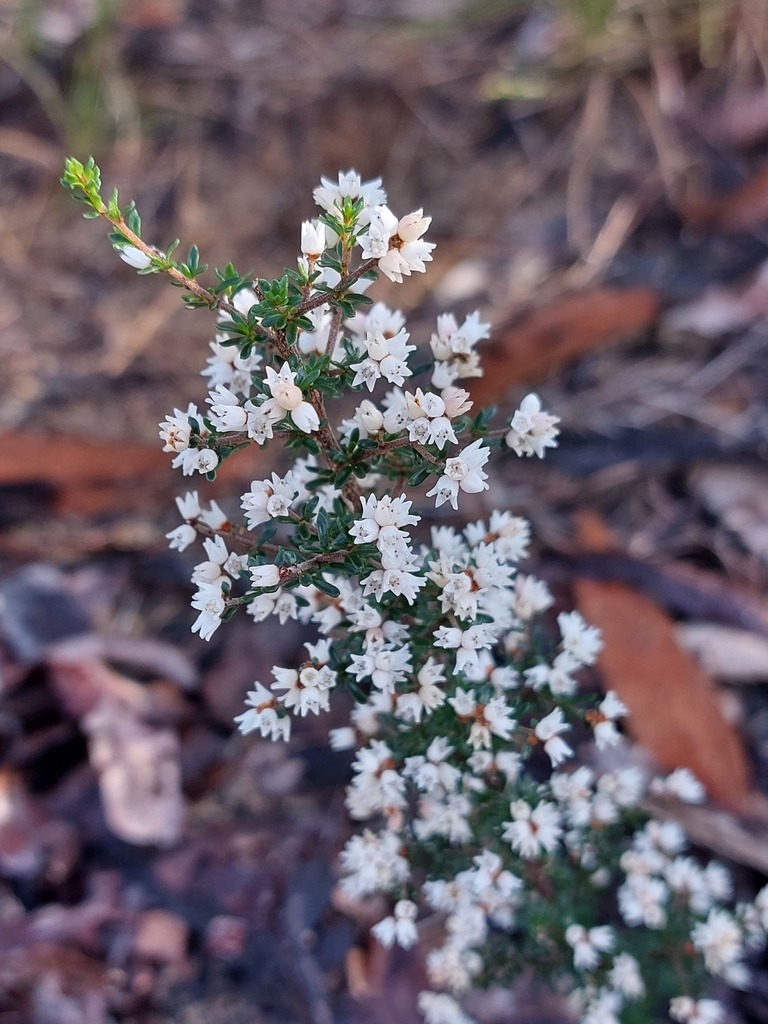 Bitter Cryptandra from Royal Nat'l Park NSW 2233, Australia on May 22 ...