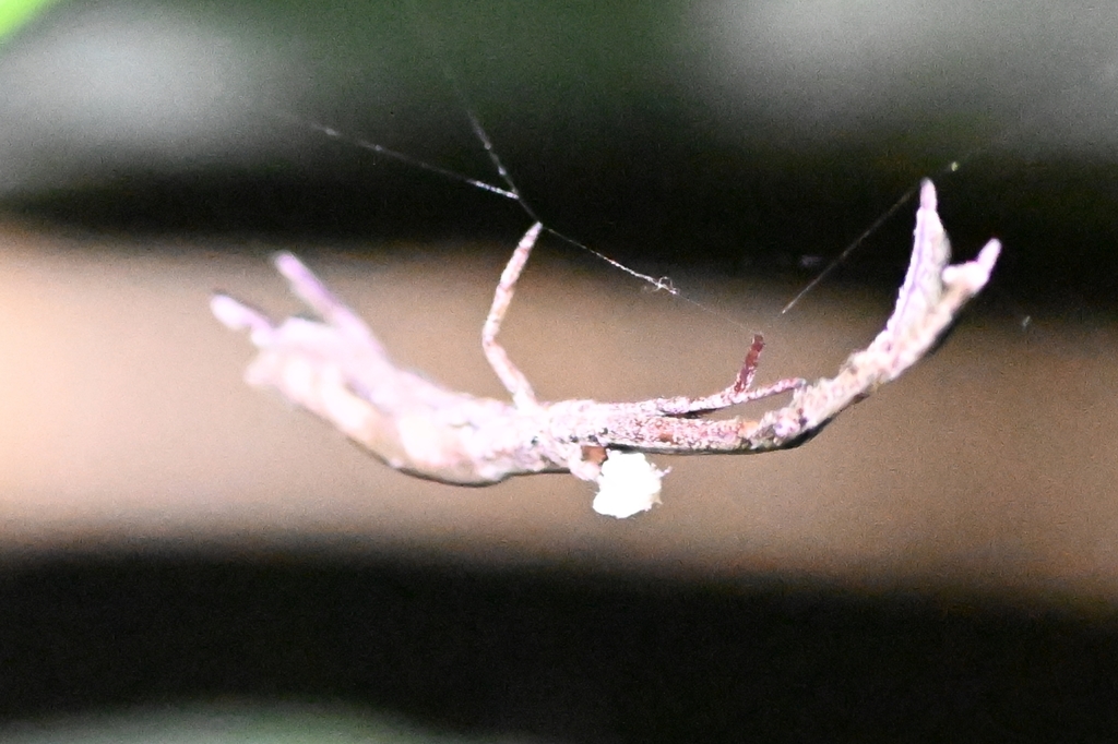 Feather-legged Spiders from Nanjing, Jiangsu, China on May 12, 2022 at ...