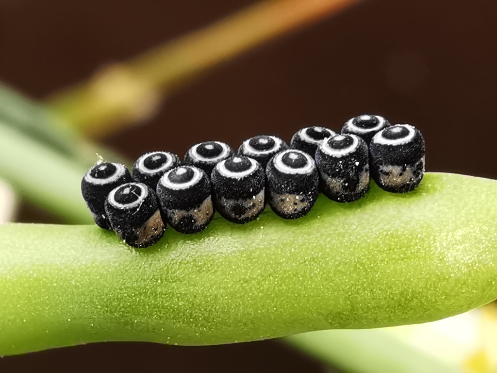 cruciferous bug from 06130 Grasse, France on May 22, 2022 at 01:00 PM ...