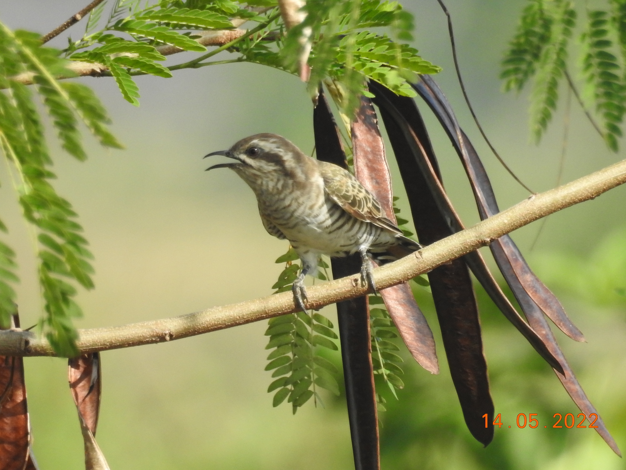 Chrysococcyx basalis (Horsfield, 1821)