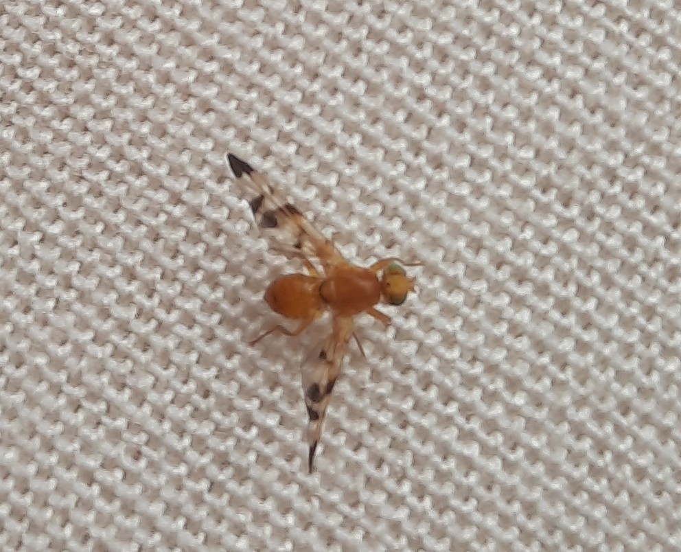 Trypeta immaculata (Macquart, 1835)